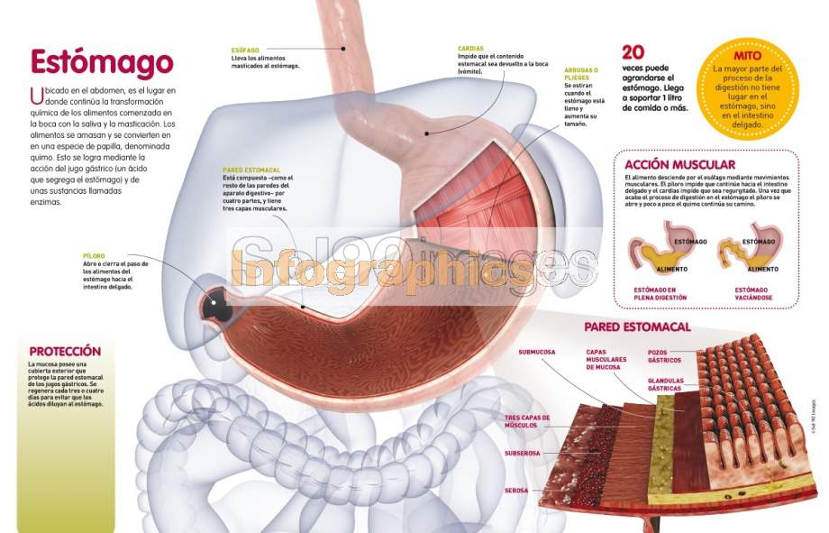 Infografía Estómago Infographics90
