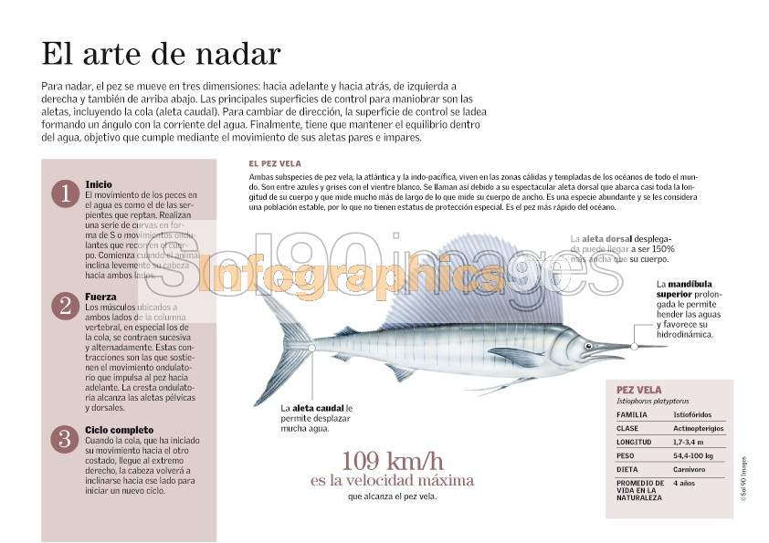 Infografía El Arte De Nadar | Infographics90 Infografía El Arte De Nadar | Infographics90