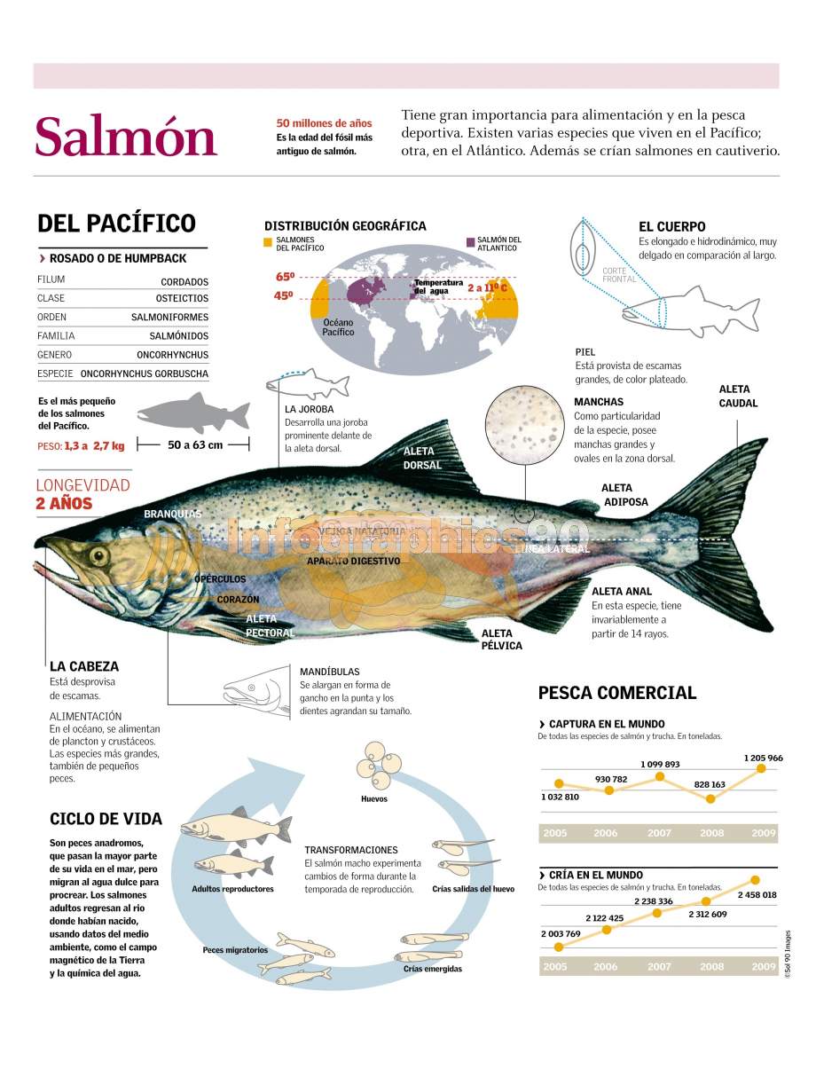 Infografía Salmón Infographics90
