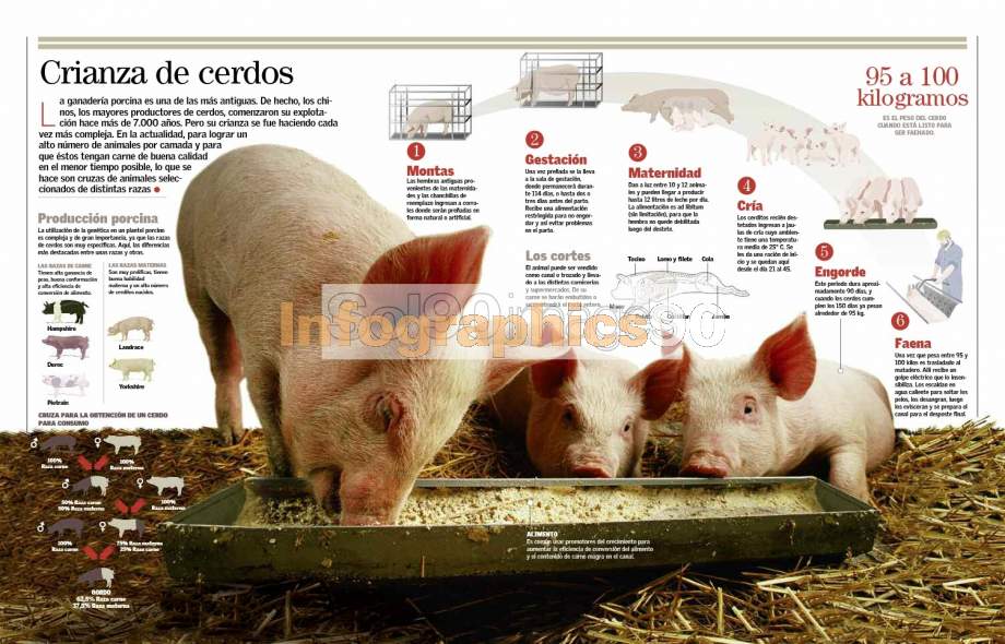 Infografía Crianza De Cerdos | Infographics90 Infografía Crianza De Cerdos | Infographics90