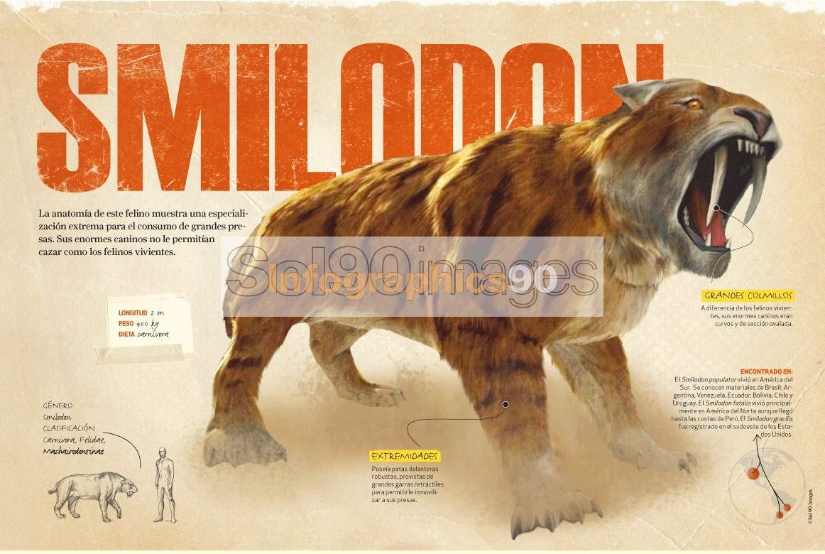 Infografía Smilodon | Infographics90