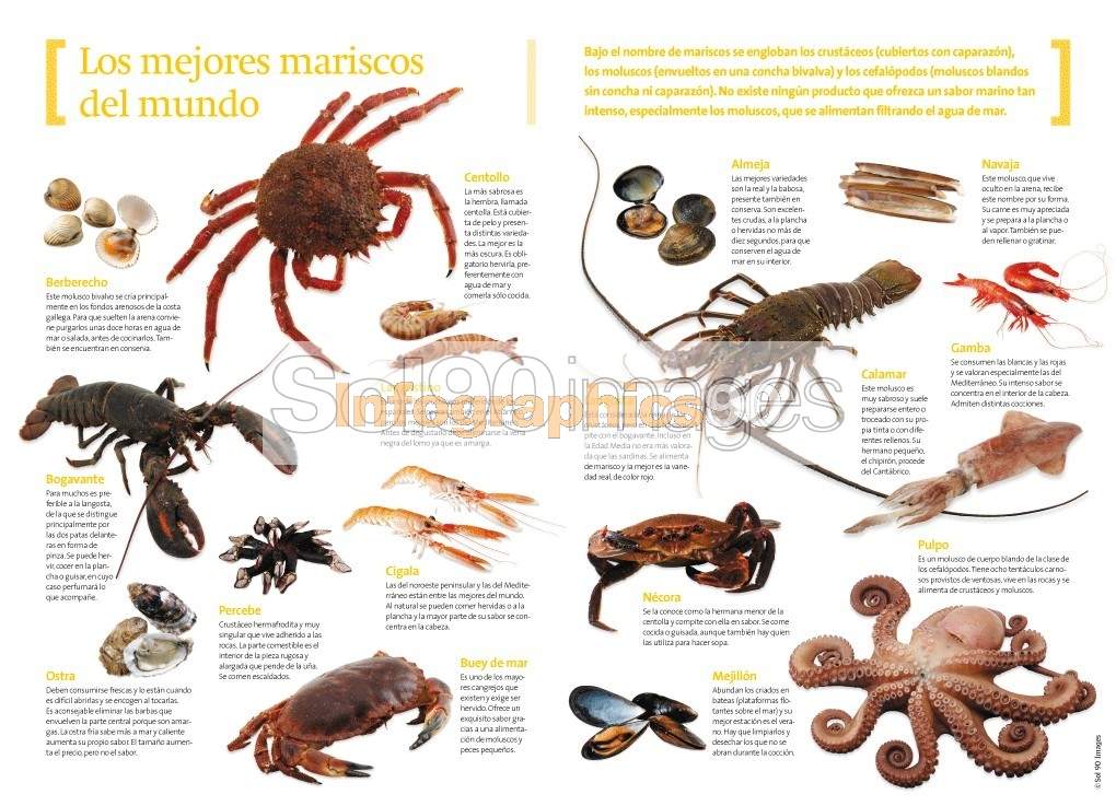 Infografía Los Mejores Mariscos Del Mundo | Infographics90