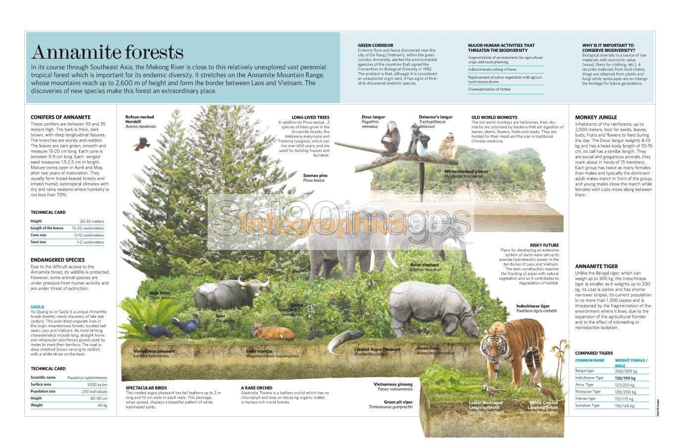 Infografía Los Bosques De Annamite | Infographics90
