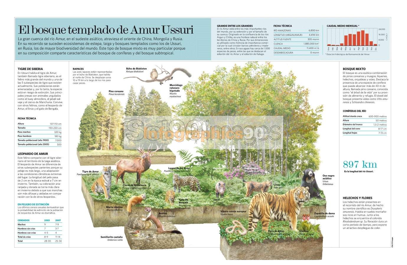 Infografía El Bosque Templado De Amur Ussuri | Infographics90
