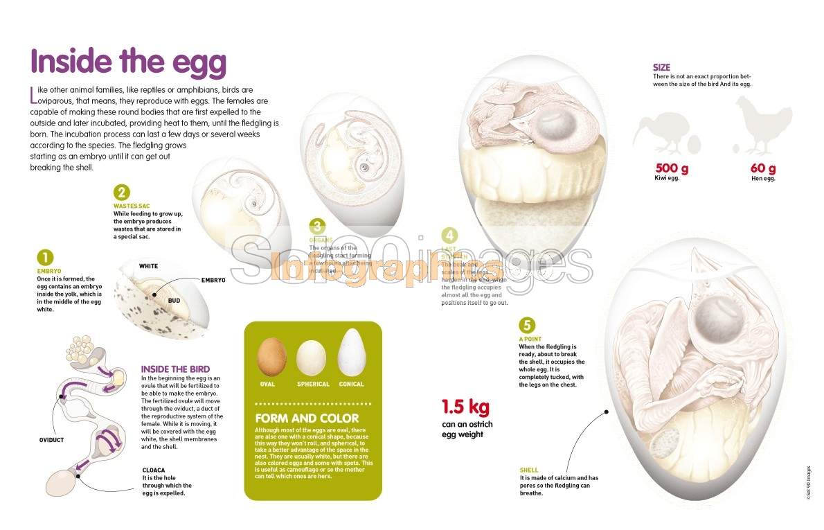Infografía El Huevo Por Dentro | Infographics90