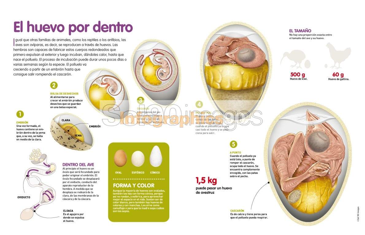 Infografía El Huevo Por Dentro | Infographics90