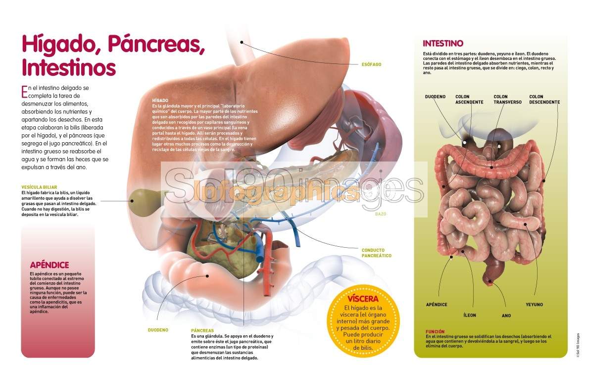 Infografía Hígado, Páncreas, Intestinos | Infographics90