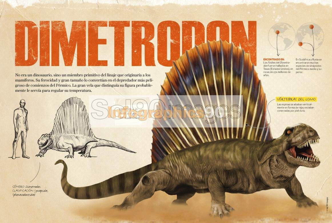 Infografía Dimetrodon | Infographics90