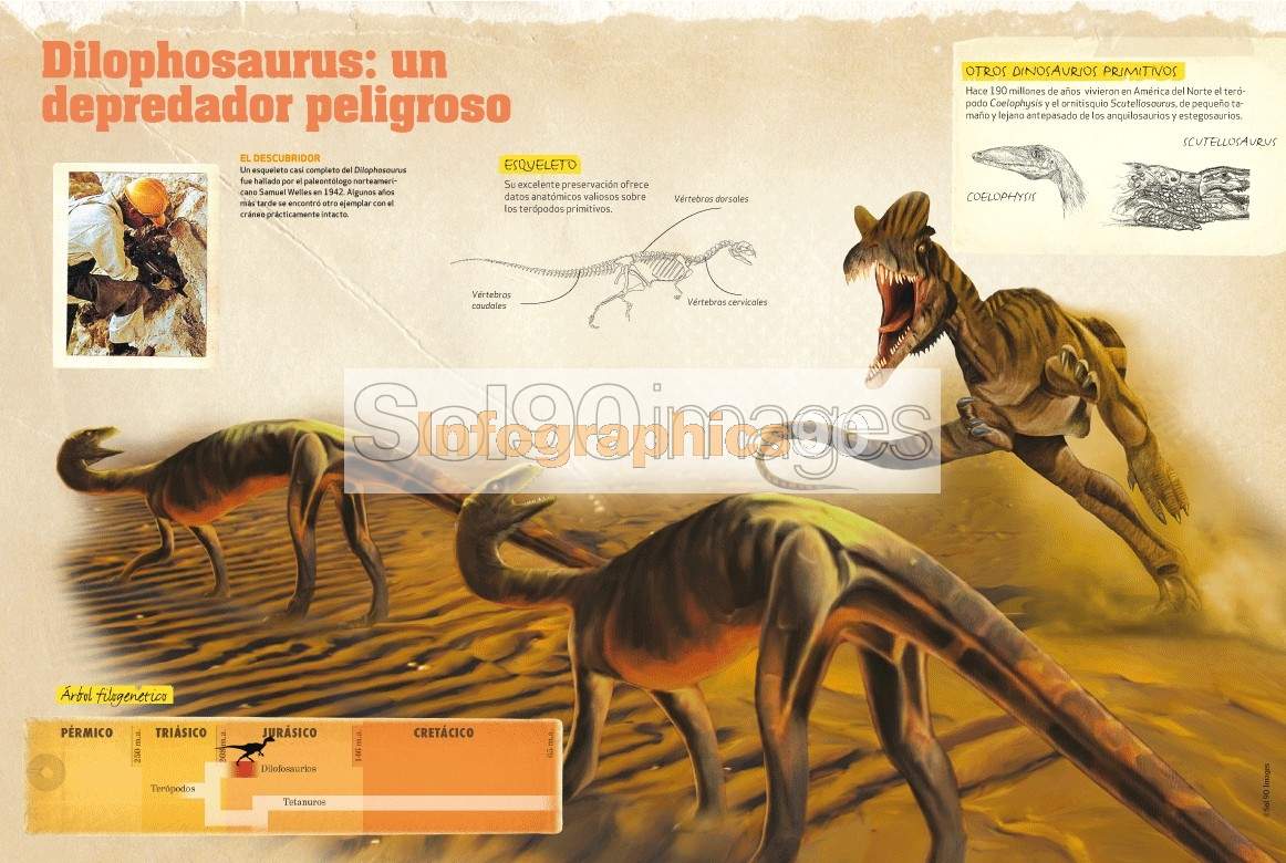Infografía Dilophosaurus: Un Depredador Peligroso | Infographics90 Infografía Dilophosaurus: Un Depredador Peligroso | Infographics90