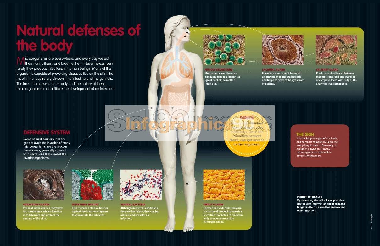 Infografía Defensas Naturales Del Cuerpo | Infographics90