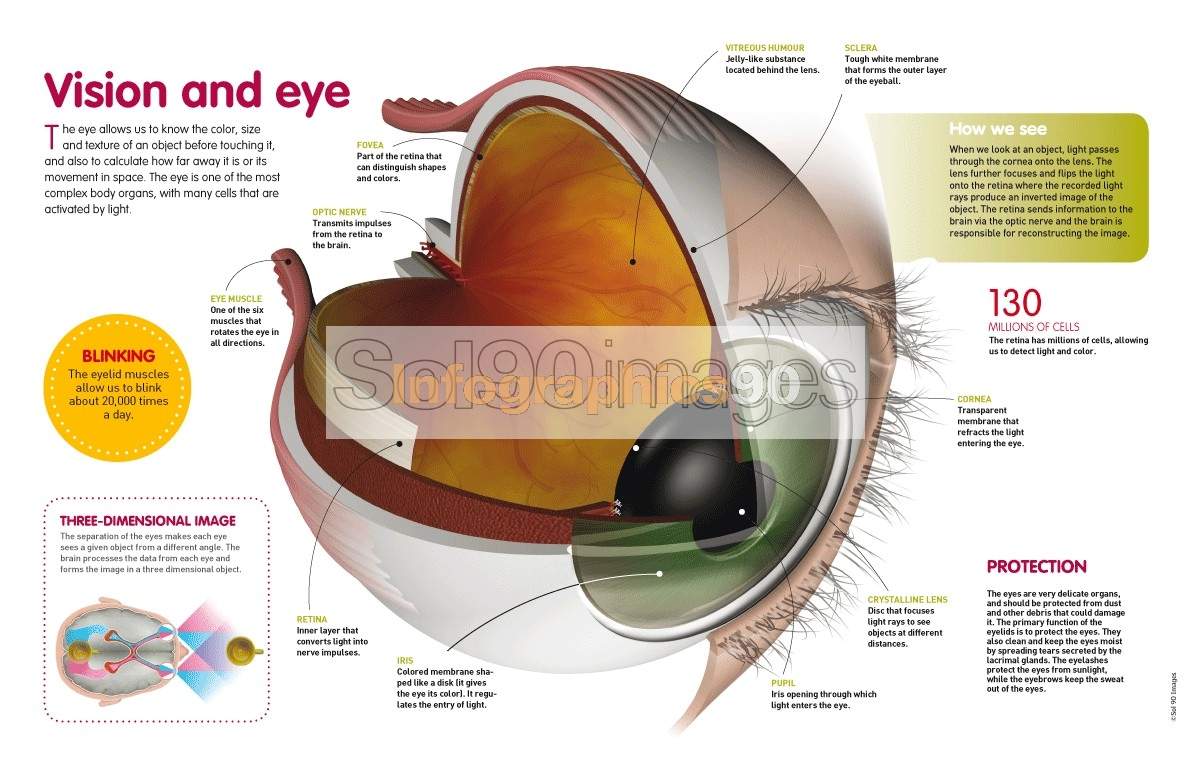 Infografía Visión Y Ojo | Infographics90