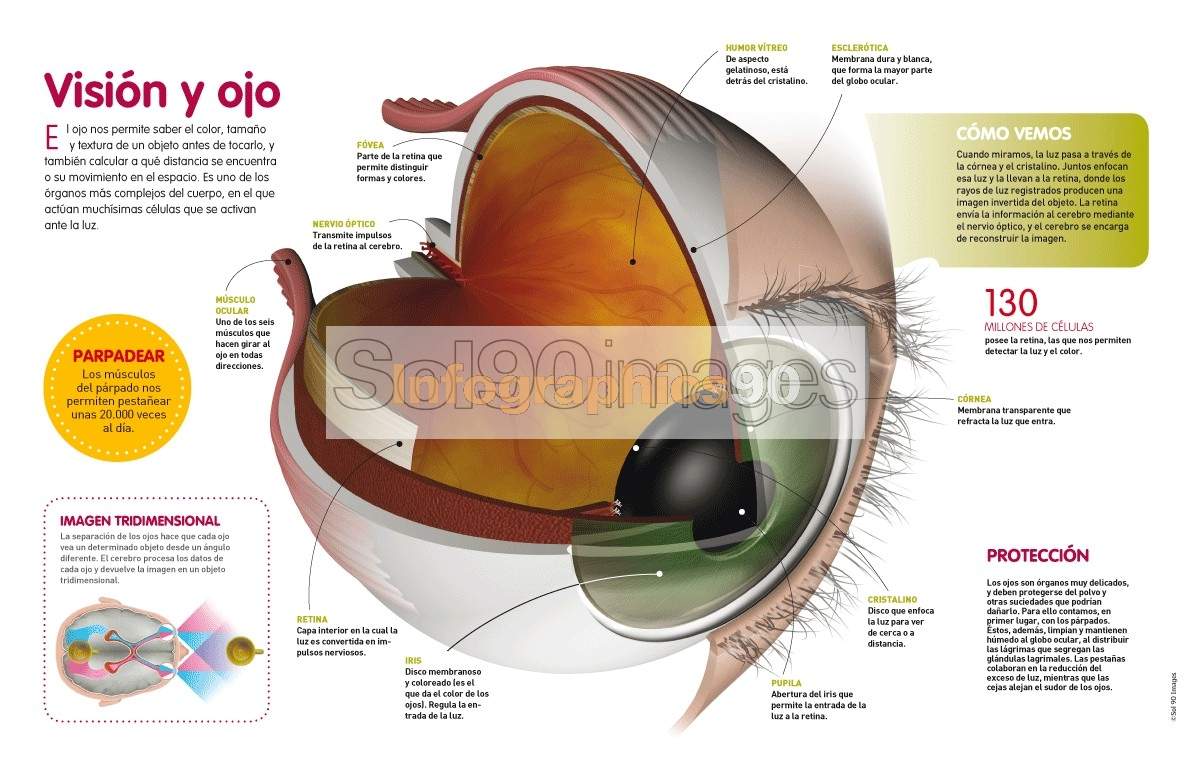 Infografía Visión Y Ojo | Infographics90