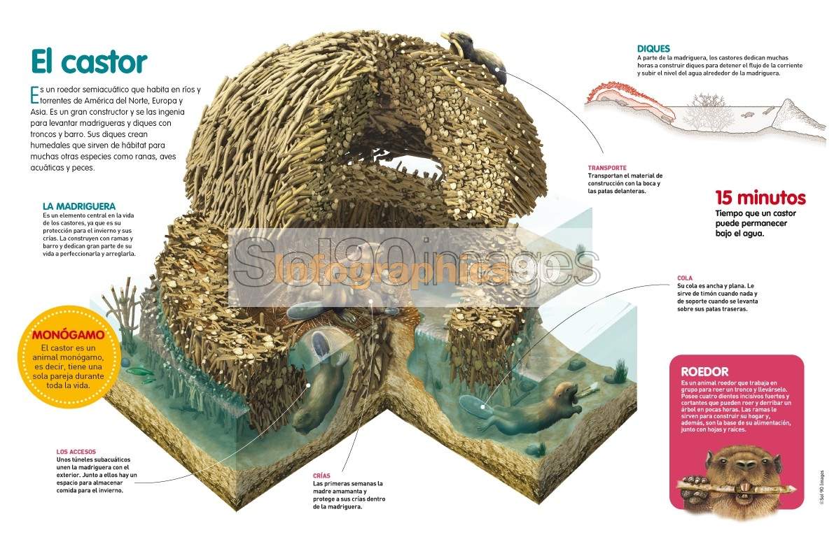 Infografía El Castor | Infographics90