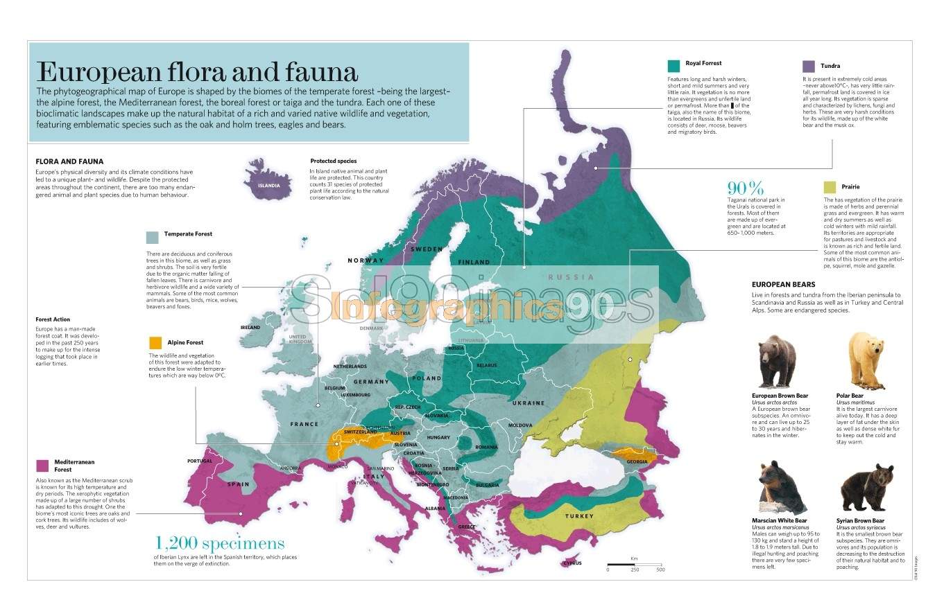 Infografía Flora Y Fauna De Europa | Infographics90