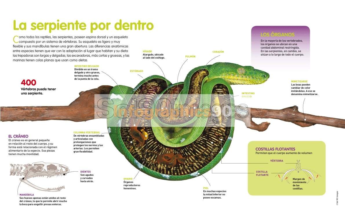 Infografía La Serpiente Por Dentro | Infographics90