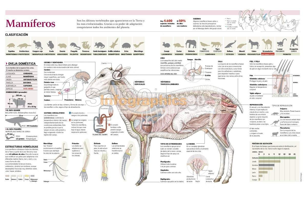 Infografía Mamíferos | Infographics90