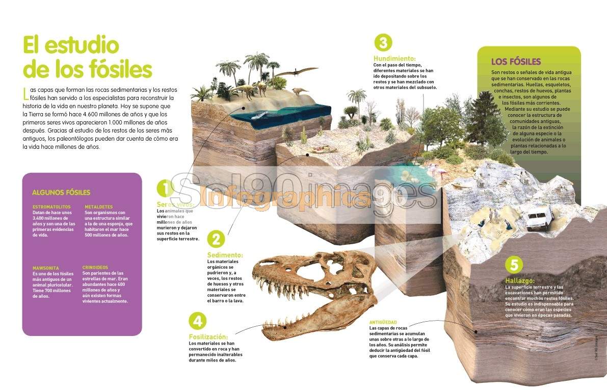 Infografía El Estudio De Los Fósiles | Infographics90