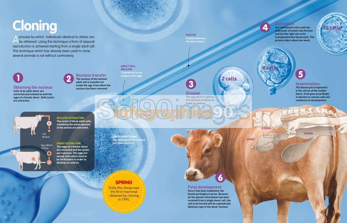 Infografía La Clonación De Animales | Infographics90