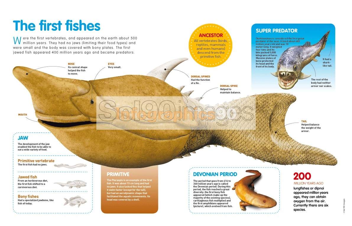 Infografía Los Primeros Peces | Infographics90
