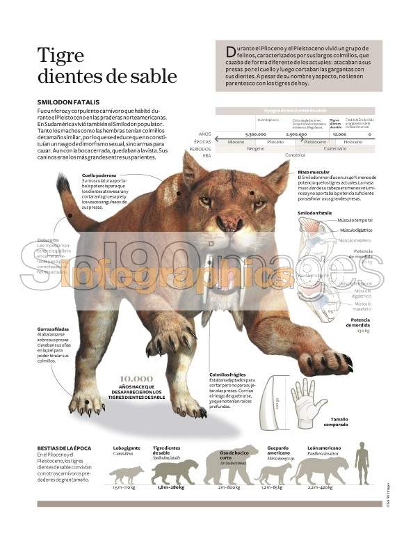 Infografía Tigre Dientes De Sable | Infographics90
