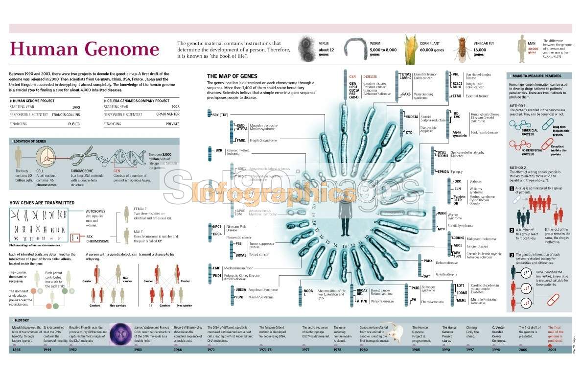 Infografía Genoma Humano | Infographics90