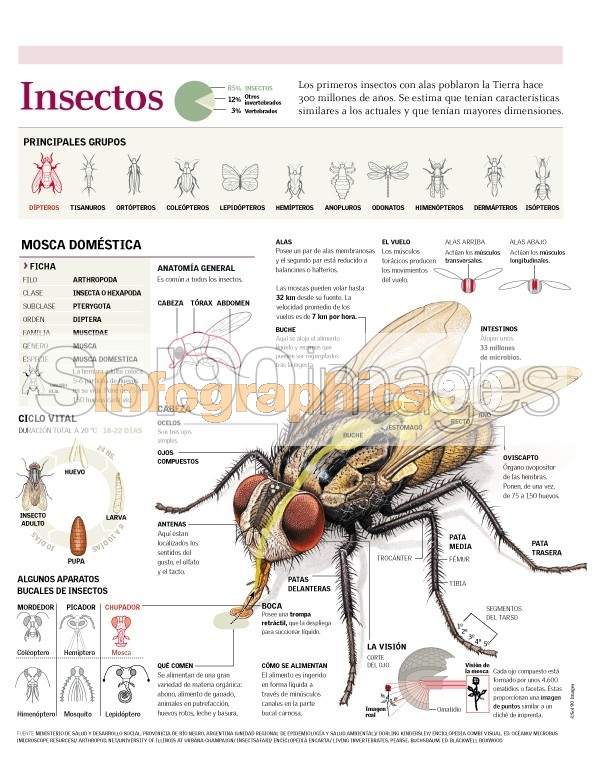 Infografía Insecto | Infographics90