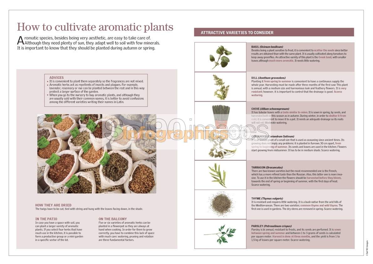 Infographics How To Cultivate Aromatic Plants | Sol90