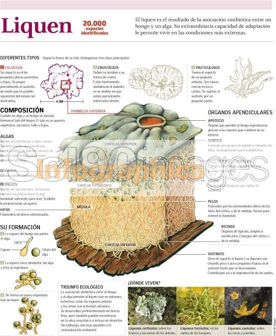 Infografía Liquen | Infographics90
