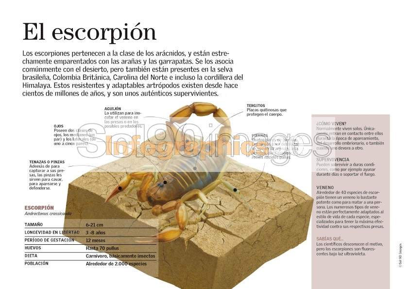Infografía El Escorpión | Infographics90