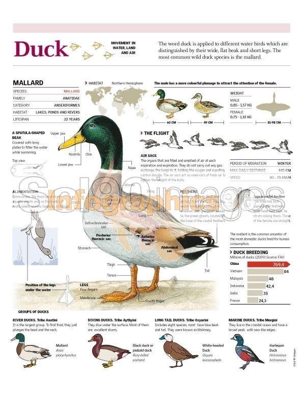 Infografía Pato | Infographics90