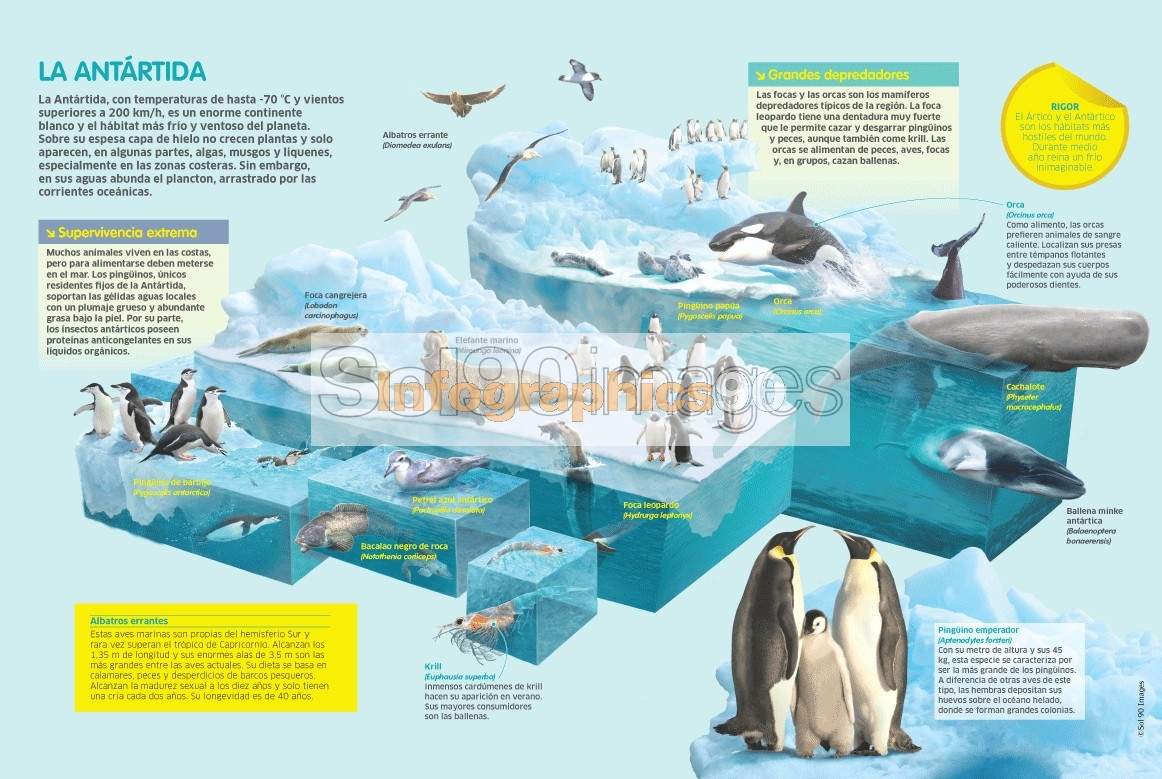 Infografía La Antártida | Infographics90
