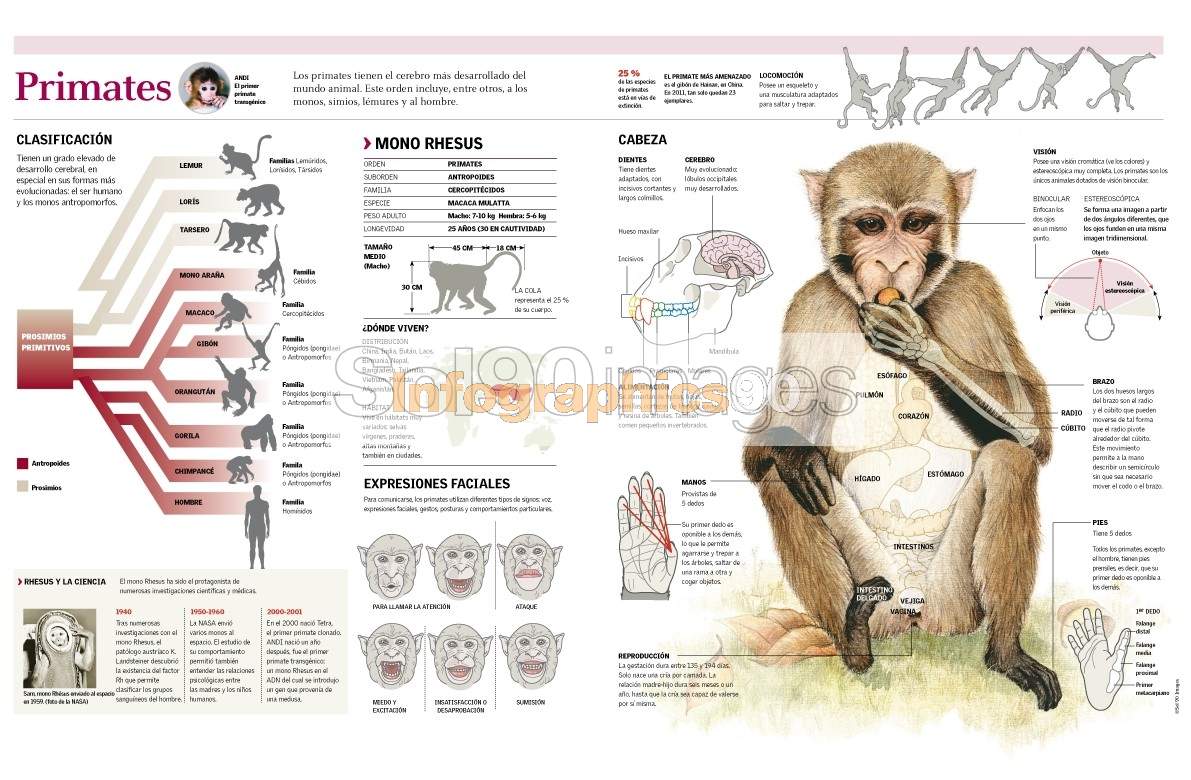 Infografía Primates | Infographics90