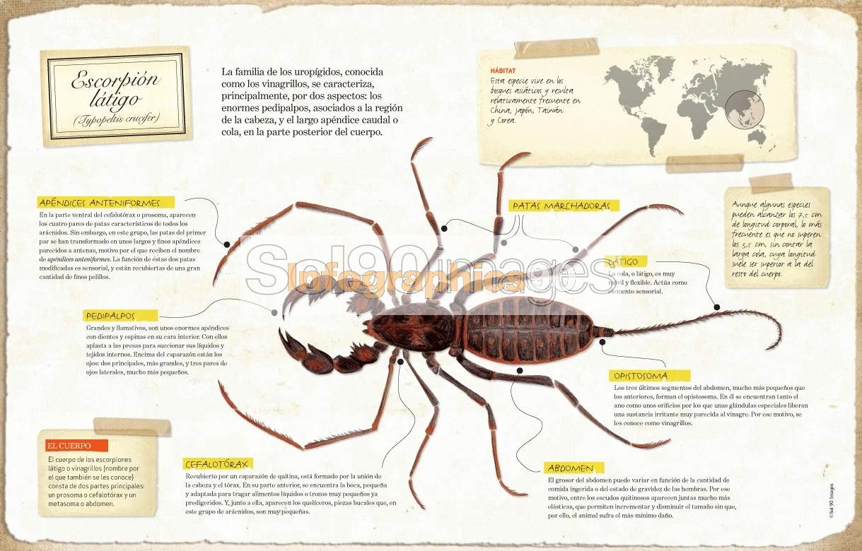 Infografía Escorpión Látigo | Infographics90