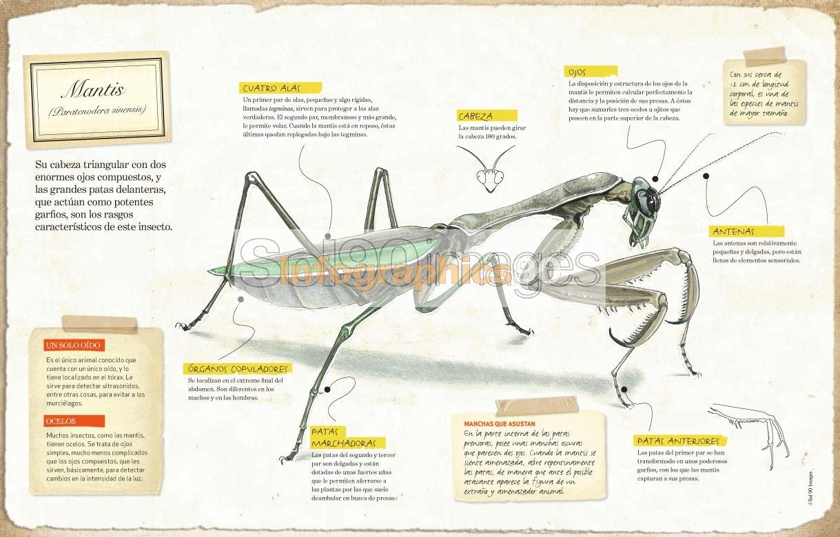 Infografía Mantis | Infographics90