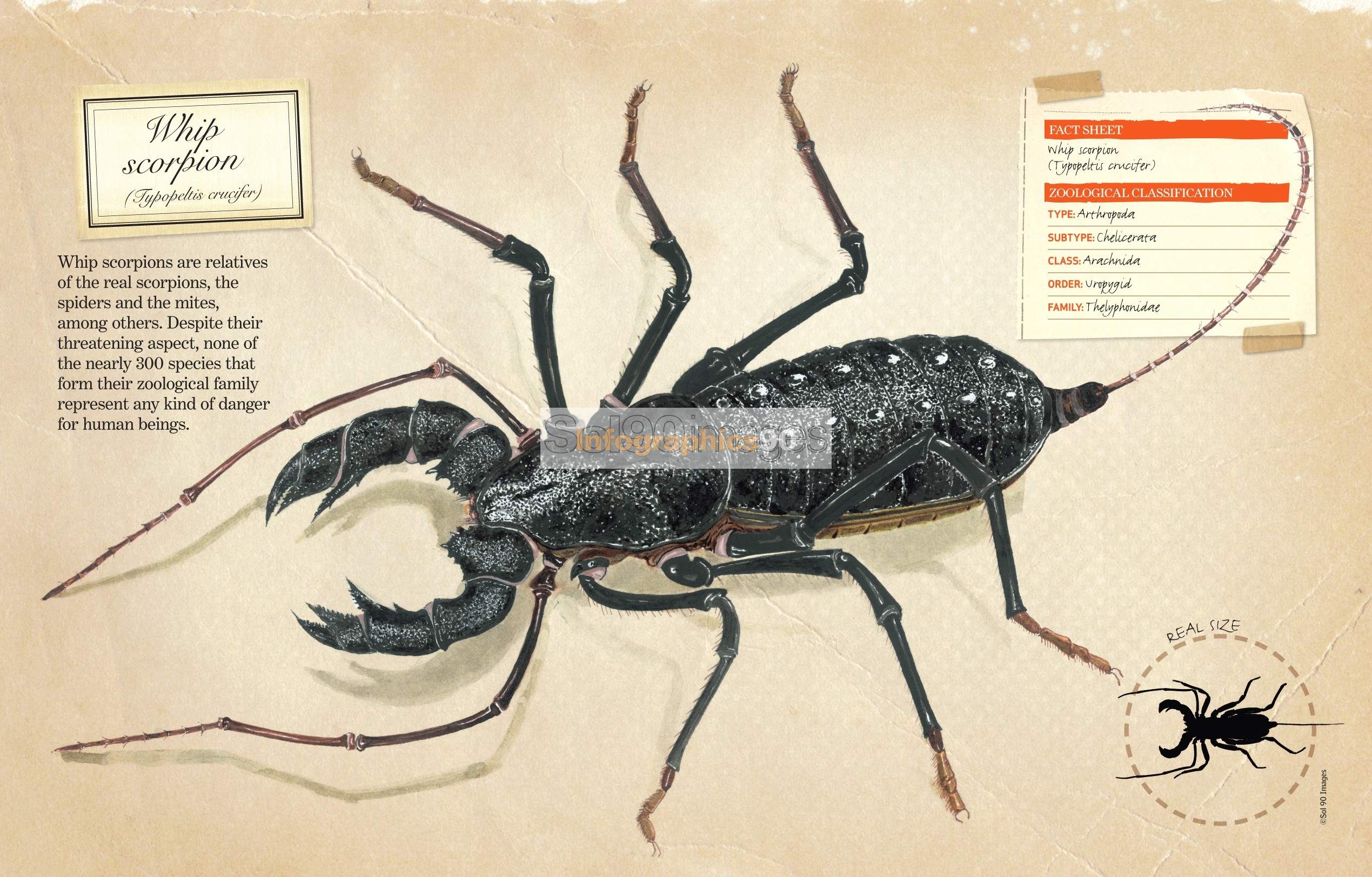Infografía Escorpión Látigo | Infographics90