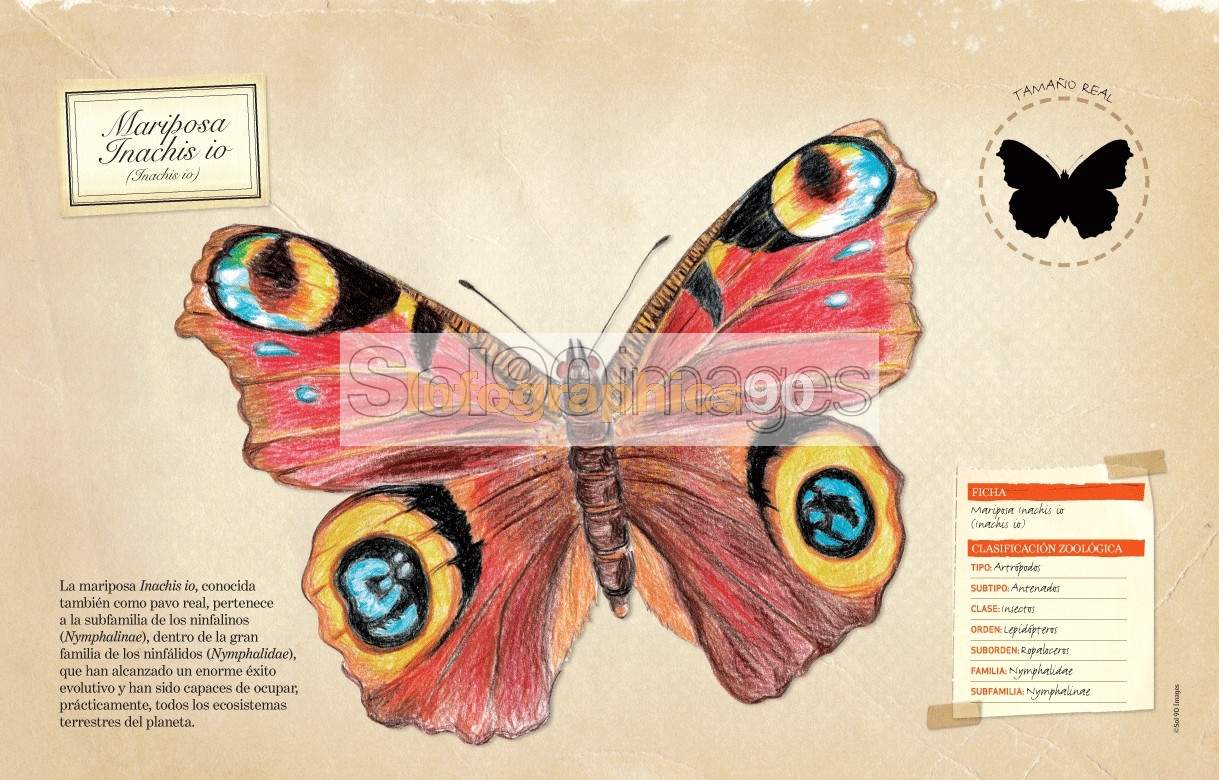 Infografía Mariposa Inachis Io | Infographics90