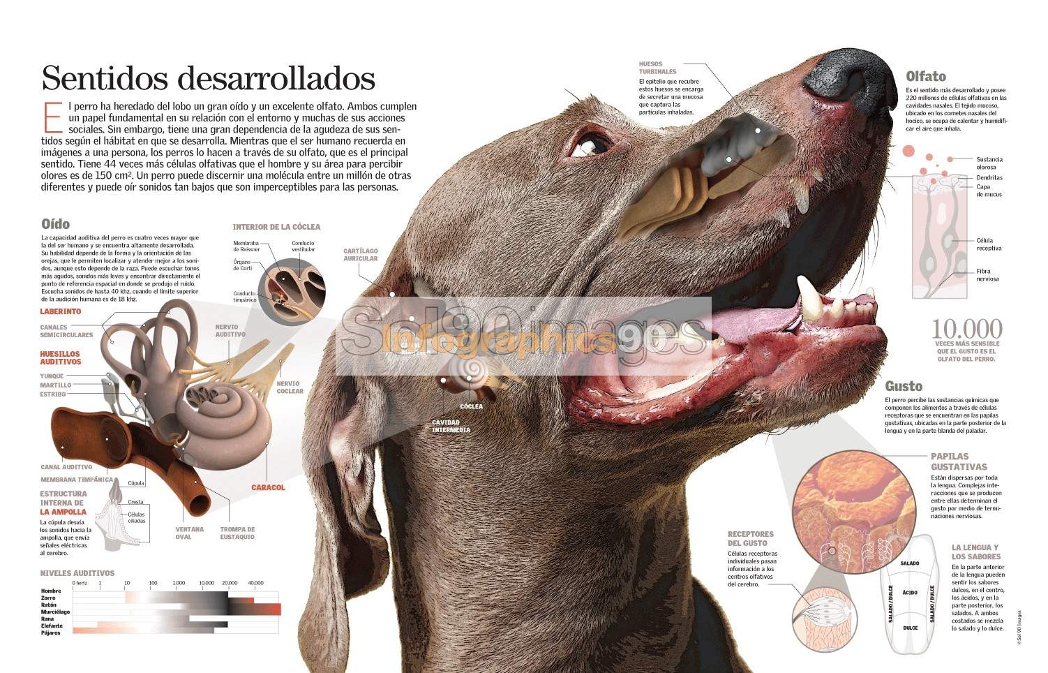 Infografía Sentidos Desarrollados | Infographics90