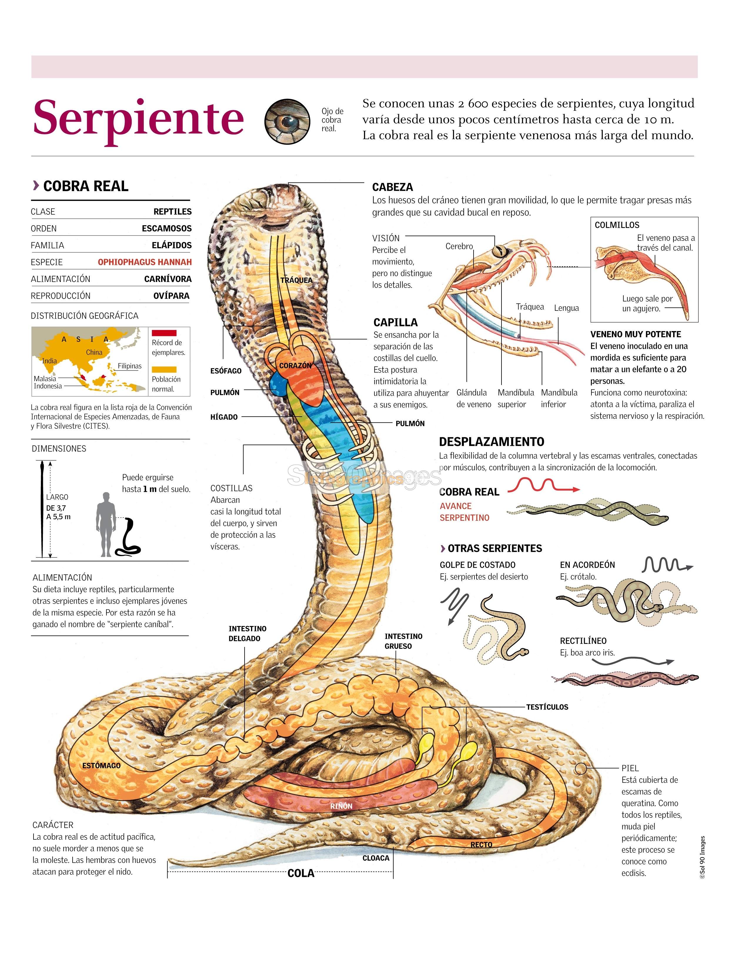 Infografía Serpiente | Infographics90 Infografía Serpiente | Infographics90
