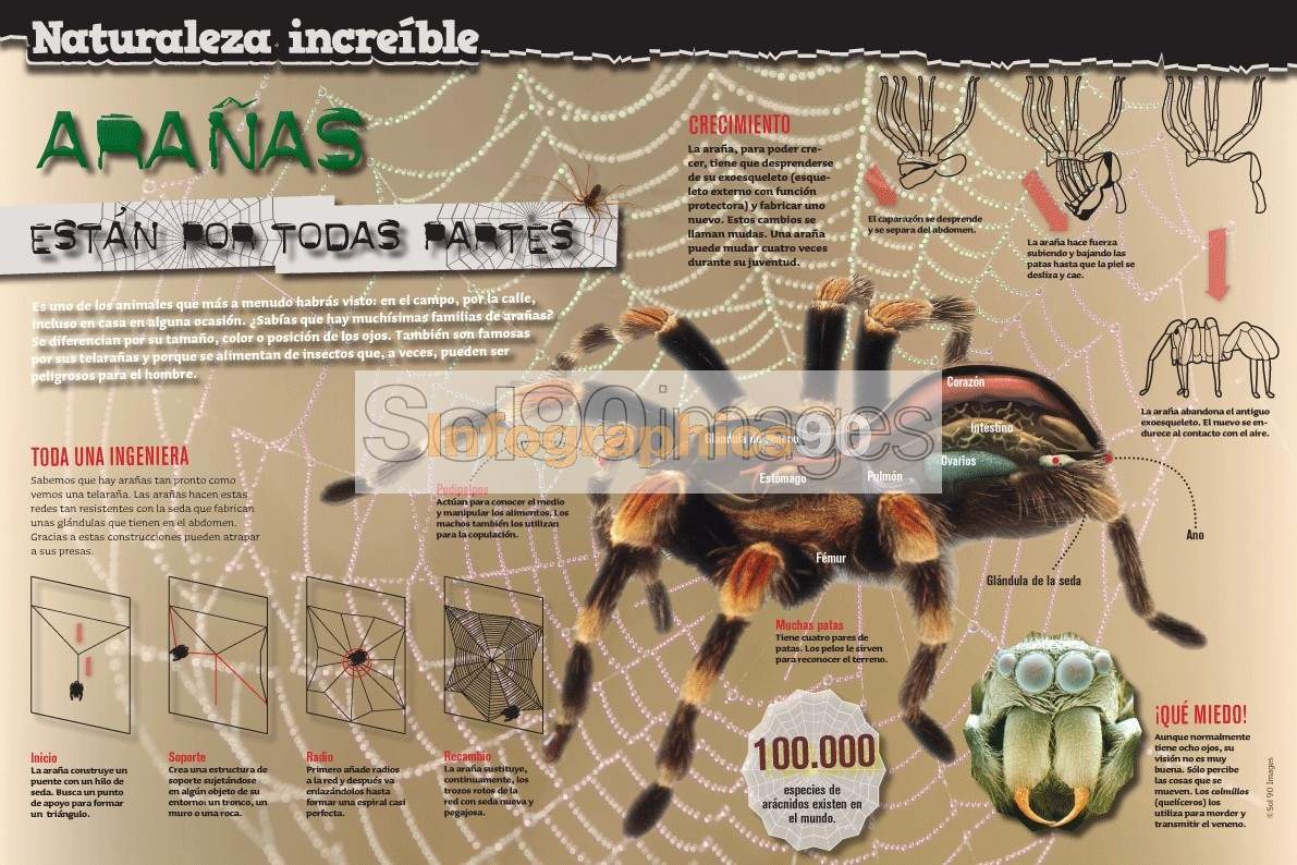 Infografía Arañas | Infographics90