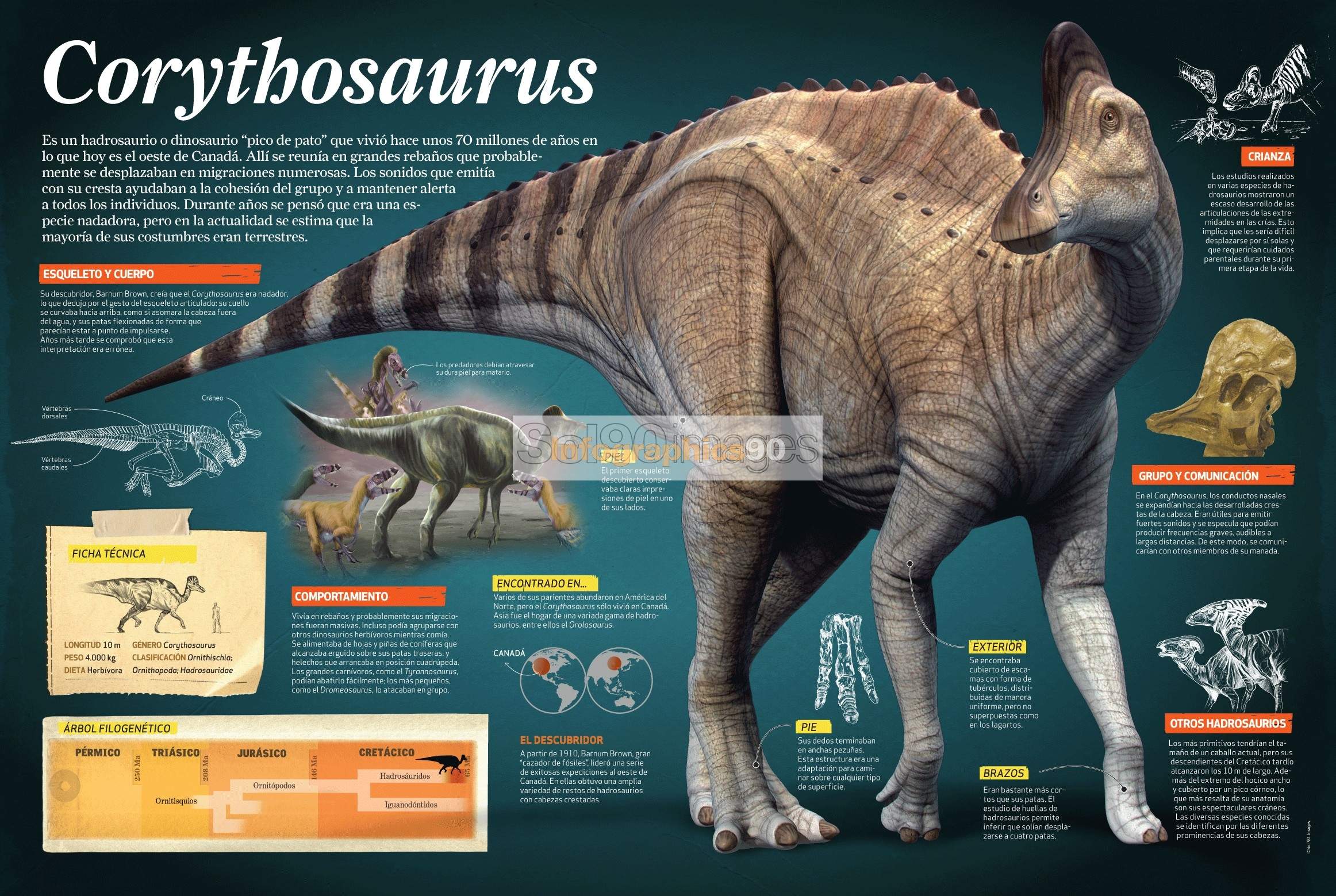 Infografía Corythosaurus | Infographics90