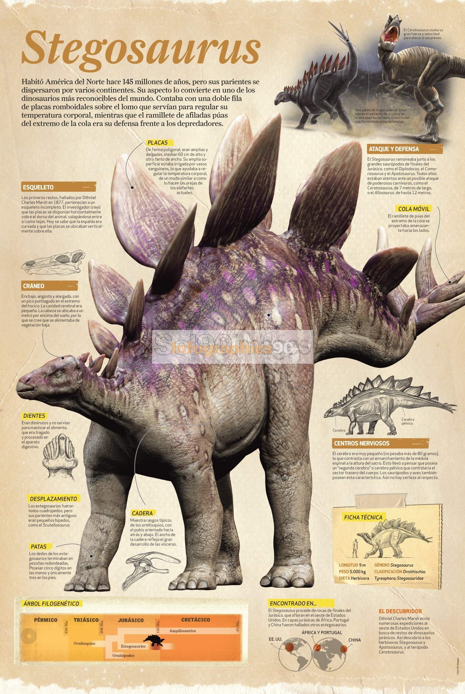 Infografía Stegosaurus | Infographics90