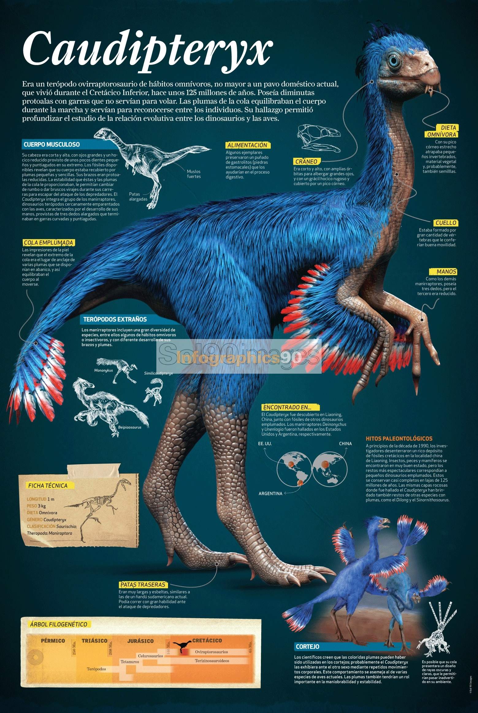 Infografía Caudipteryx | Infographics90