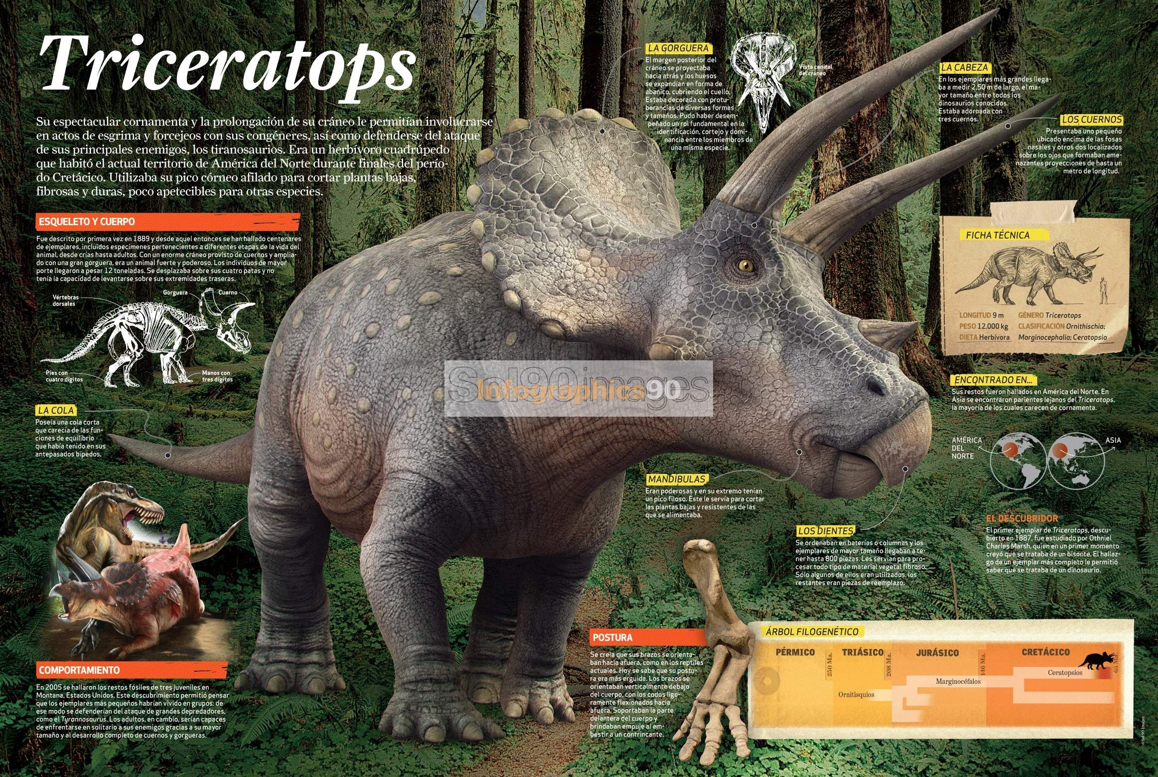 Infografía Triceratops | Infographics90 Infografía Triceratops | Infographics90