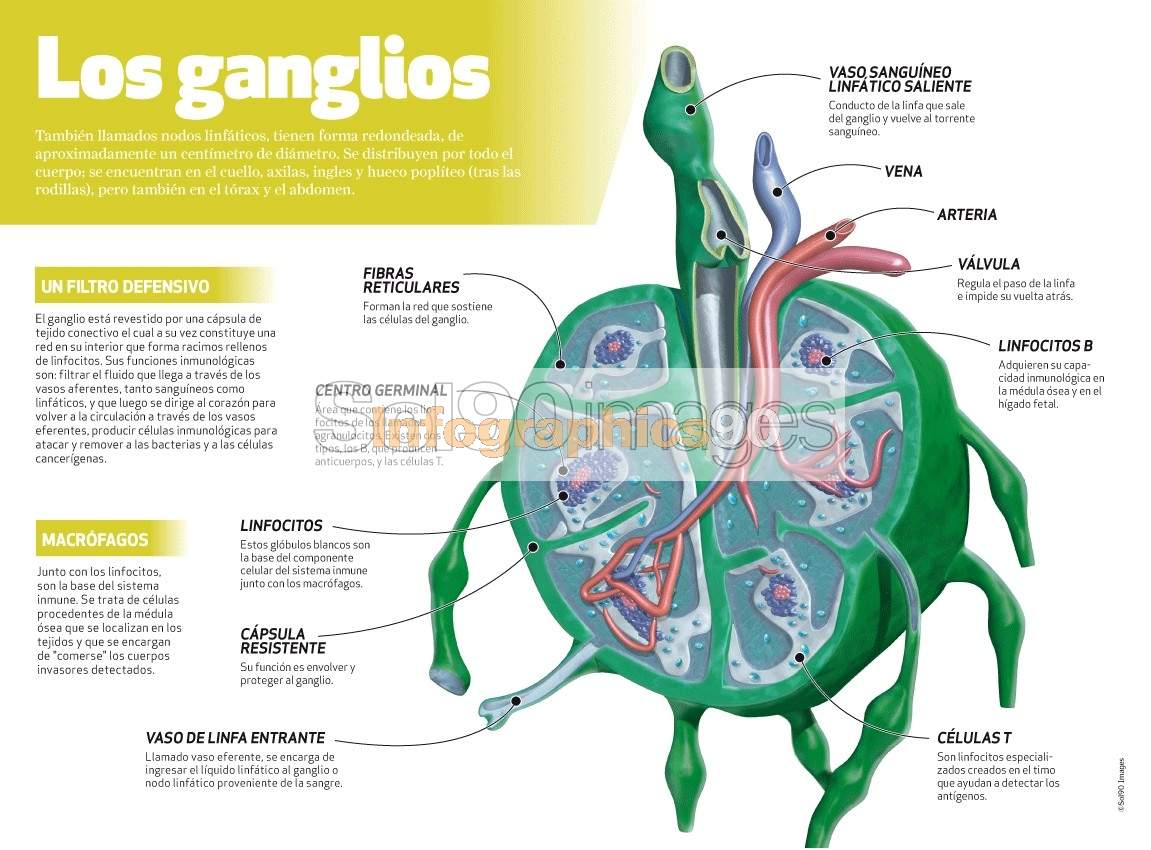 Anatomia Del Ganglio Otico Explicacion Sencilla Doovi Images