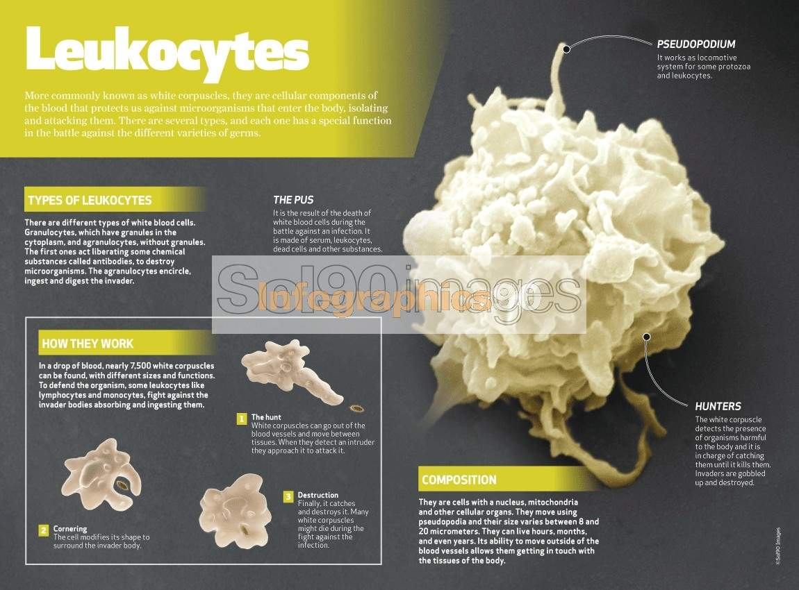 Infografía Leucocitos | Infographics90