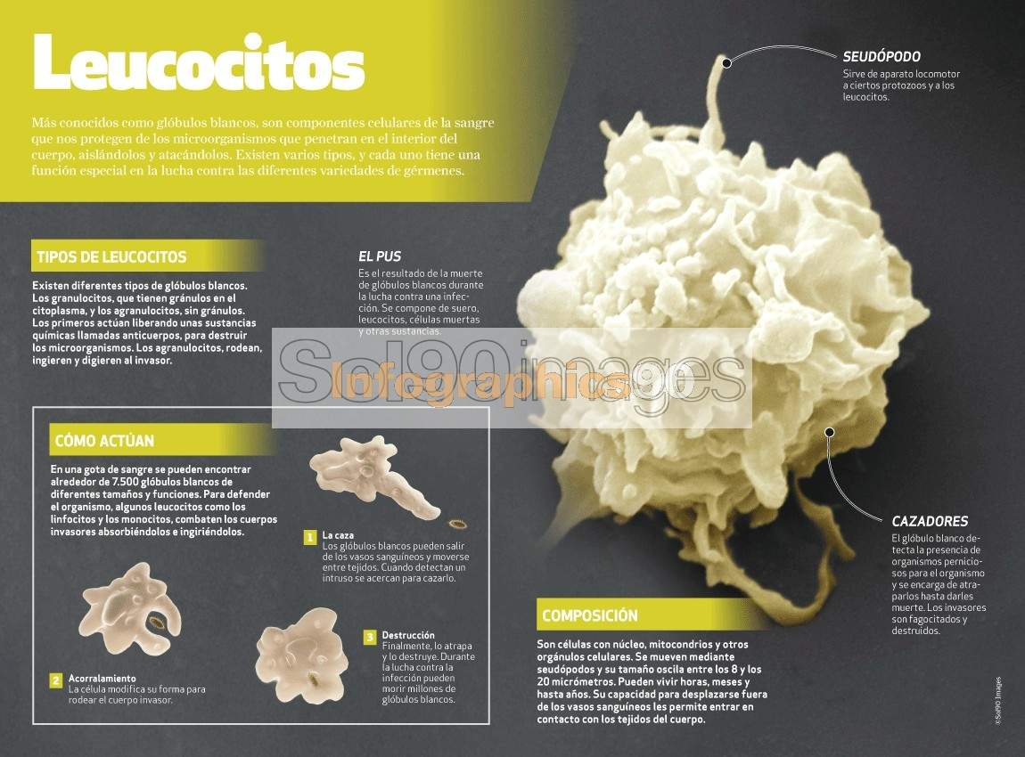 Infografía Leucocitos | Infographics90