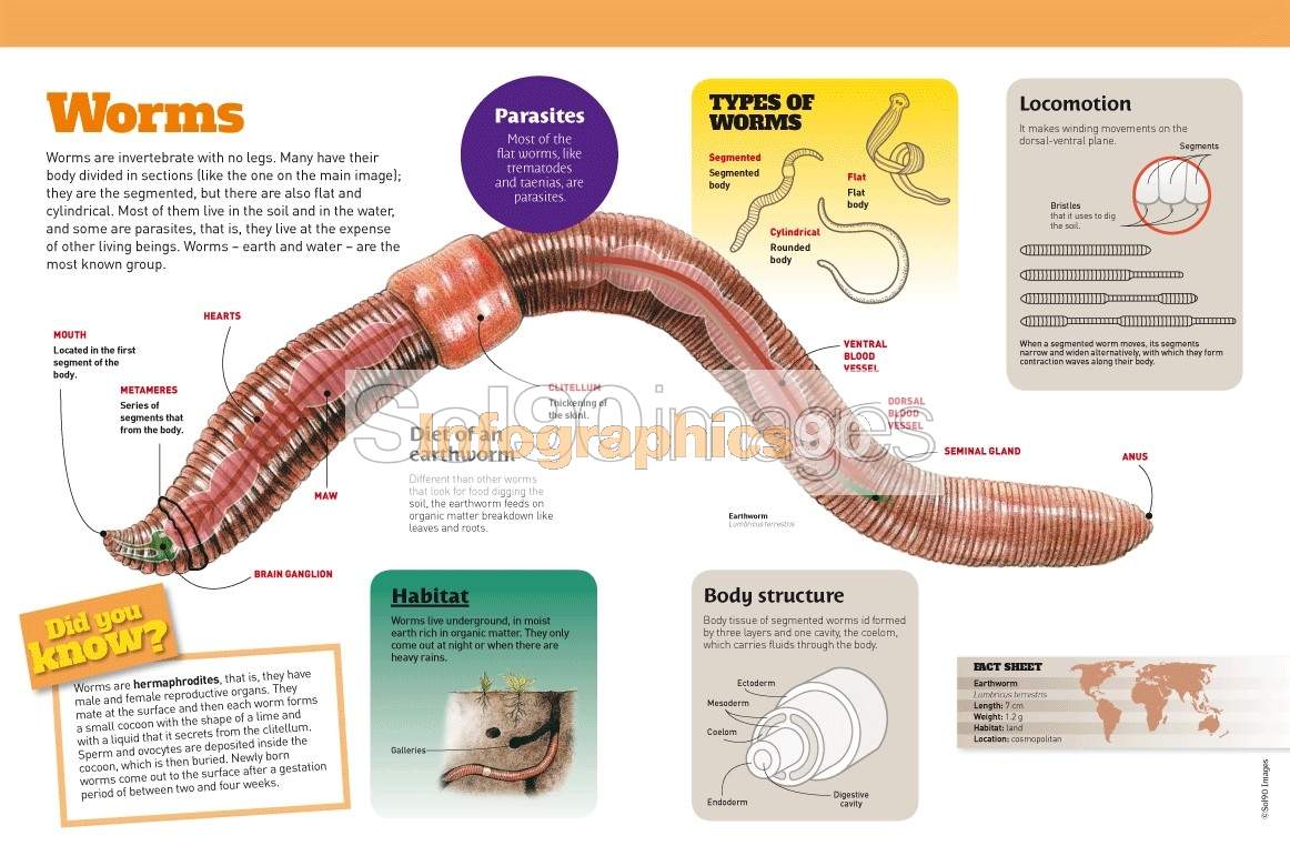 Infografía Gusanos | Infographics90