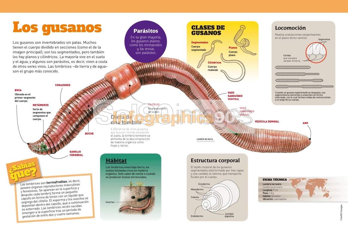 Infografía Gusanos | Infographics90