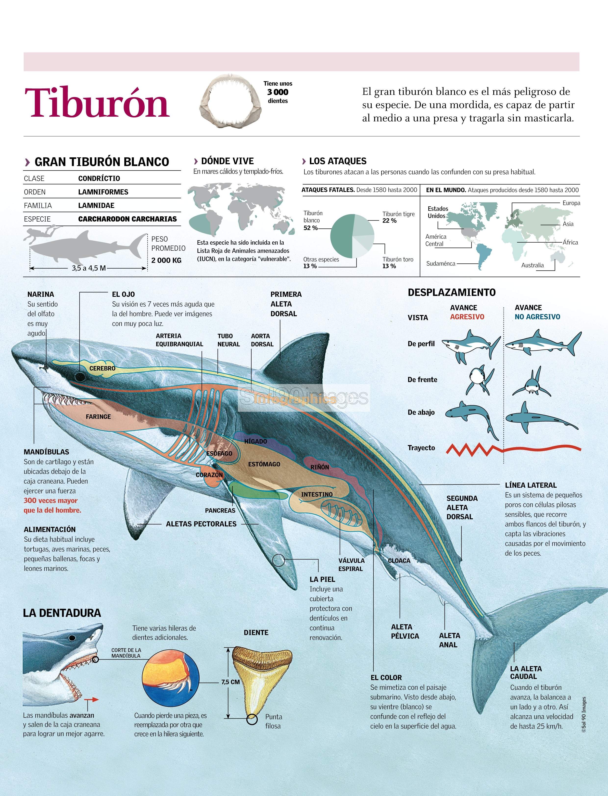 Infografía Tiburón | Infographics90