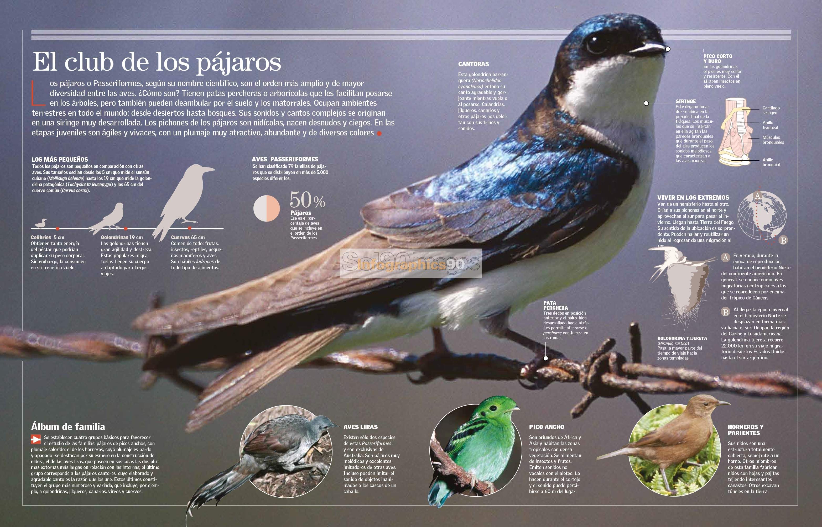 Infografía El Club De Los Pájaros | Infographics90